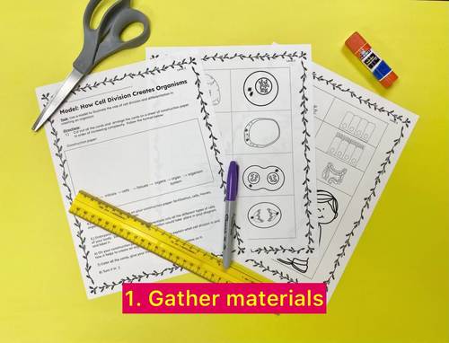 Stem Cells and Mitosis: Creating an Organism. A Project for Biology