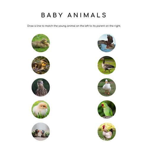 60 Montessori Animal Worksheets Bundle - Ages 3-7 by Len Story Studio