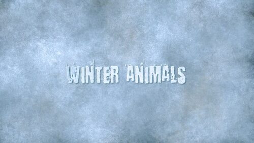 Arctic Winter Animals Escape Room / Breakout - 360 VR Digital | TPT