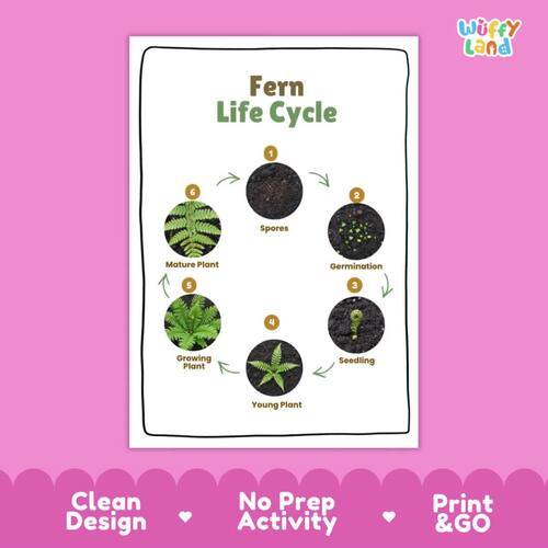 Fern Life Cycle Sequencing Craft & Poster | Plant Science Botany Activity