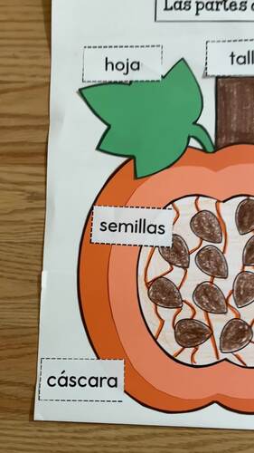 Las partes de la calabaza-Parts of a Pumpkin by Creative Bilingual Minds