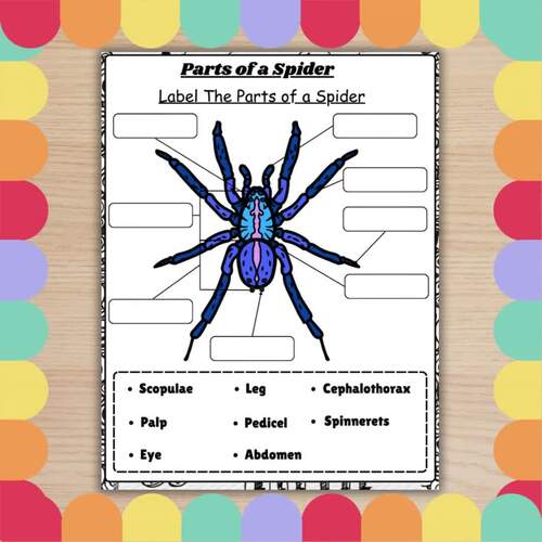 Parts of a Spider | Labeling Worksheet,Coloring Page,Word Search | Fall ...