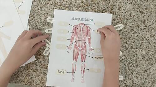 Preschool Muscular System Busy Book by The Little School Shop - Corinna