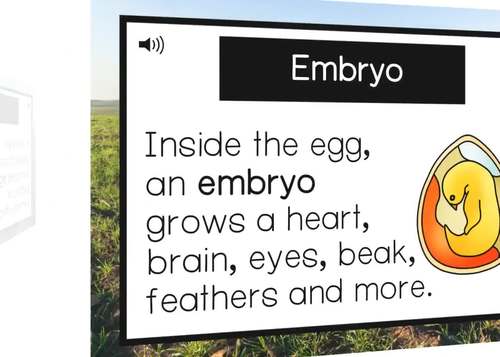 Chicken Life Cycle BOOM CARDS - Digital Task Cards + Printable Activities