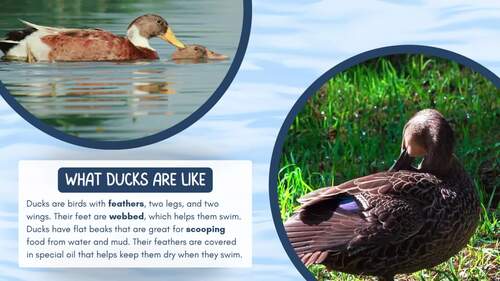 All About Ducks: Duck Life Cycle Powerpoint Slides Animal Research ...