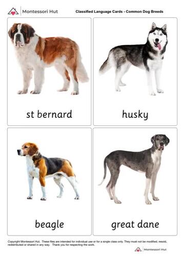 Common Dog Breeds, Montessori Nomenclature Cards, Flash Cards, 3 Part Cards