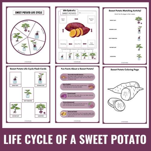 Sweet Potato Life Cycle | Root Vegetables Science unit study with fun ...