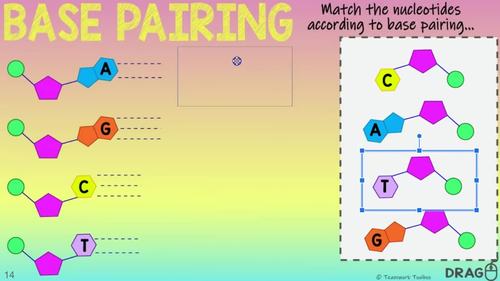 DNA & Replication ~ Interactive Digital Resource for Google Drive~ Biology