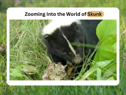 NO PREP All About Skunks Presentation, Skunk Wild Animal Adventure 3rd ...