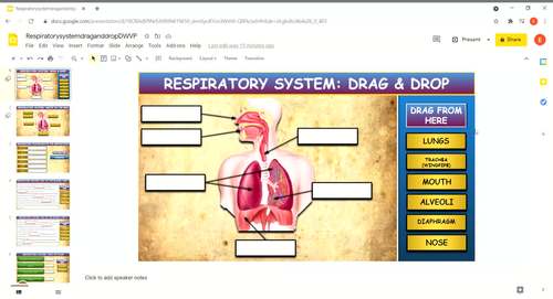 Parts Of The Respiratory System: Drag & Drop Worksheet: Google Slides ...
