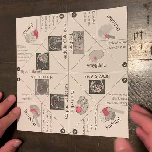 Parts of Brain Activity (Cootie Catcher Foldable: AP Psychology, MCAT ...