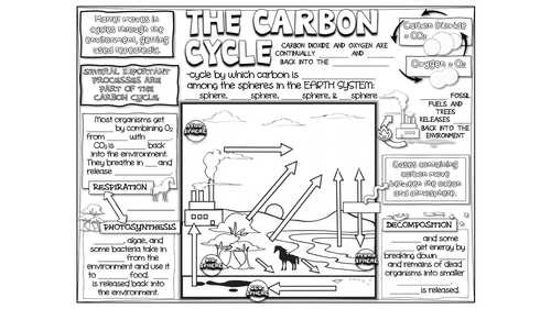 The Carbon Cycle Doodle Notes & Quiz | NGSS Biogeochemical Cycle Science