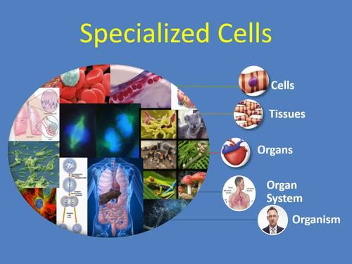 Specialized Cells Lesson - Biology PowerPoint Lesson & Student Notes ...
