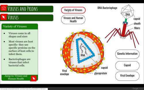 Viruses and Prions Interactive Diagram by Science With Mrs Lau | TPT