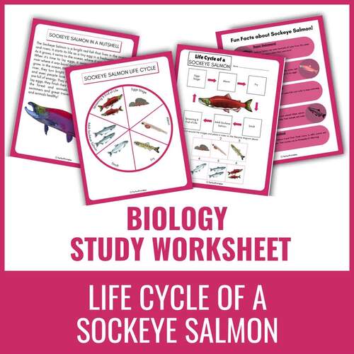 Life Cycle of a Sockeye Salmon Worksheet | Fish Unit Study With Fun Facts