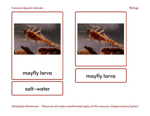 Montessori Zoology Animals of the World 3 Part Cards Task Games MEGA Bundle