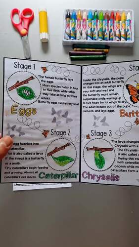 Butterfly Life Cycle Craft - Bee Life Cycle Craft - Spring Science ...