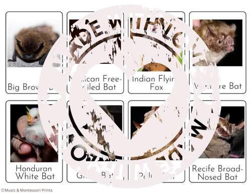 Bats/Montessori 3 Part Cards/Parts Of A Bat/Informational Text/Quiz