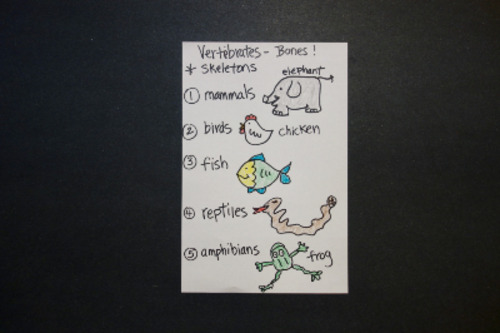 Let's Draw Vertebrates! Animal Classification by Patty Fernandez Artist