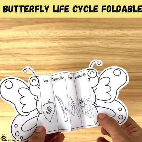 Butterfly life cycle foldable by Bee a maker | TPT