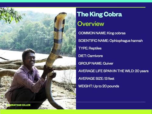 Young Geniuses: The King Cobra - Online Learning | TPT
