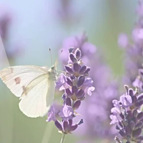 Plastic Free July Reading Comprehension Worksheets by Metacognitive Teacher