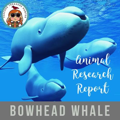 Arctic Animal Research Report Learn about BOWHEAD WHALES 1st 2nd 3rd grade