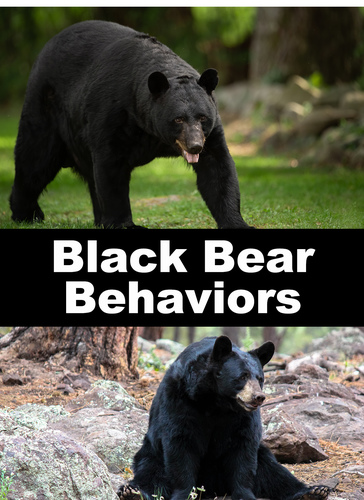 Bear Behaviors Video by Bears In The Classroom | TPT