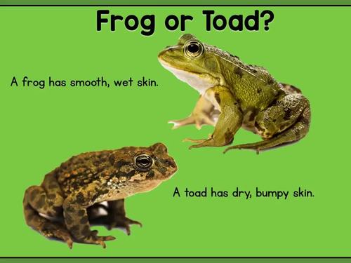 March Digital Emergency Sub Plan Second Grade by A Primary Owl | TPT