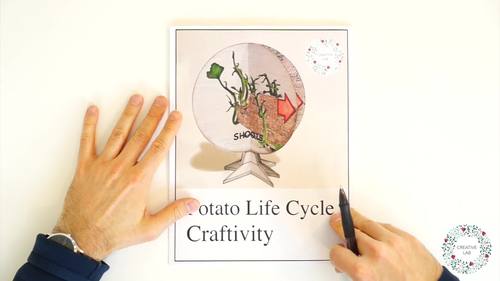 Potato Life Cycle - 3D Model Craft Activity by Creative Lab | TPT
