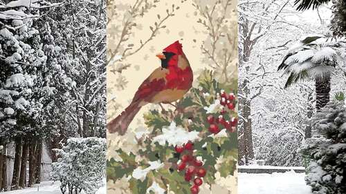 Winter Cardinal Color By Numbers Painting Great Christmas Activity!