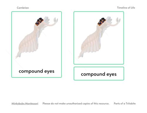 Cambrian Animals 3 Part Cards Parts of the Opabinia Montessori | TpT