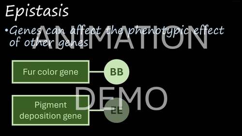 Beyond Mendelian Genetics | PowerPoint Presentation by Essential STEM Store