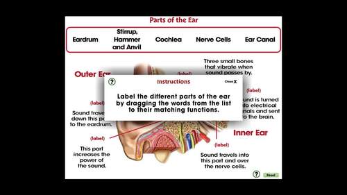 Senses,Nervous & Respiratory Systems: Parts of the Ear - NOTEBOOK Gr. 3-8