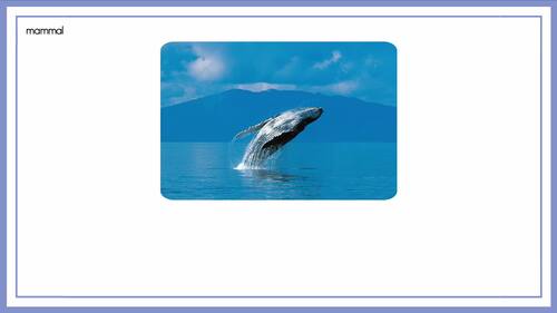 [Editable Presentation VER.] Vertebrates & Invertebrate Animals for PreK-G3