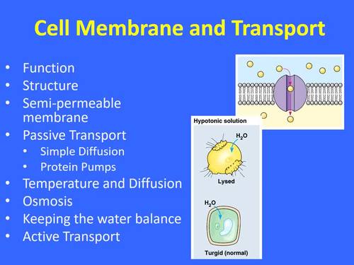 Cell Membrane and Transport - Introductory PowerPoint Lesson & Notes
