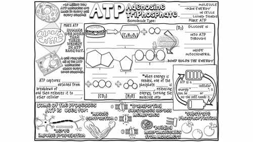 ATP: adenosine triphosphate Doodle Notes & Quizzes (PDF and GF ...