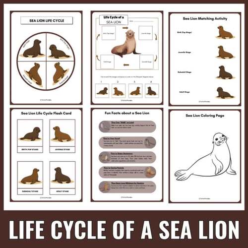 Ocean Animal Sea Lion Life Cycle | Marine Mammal Science Unit Study ...