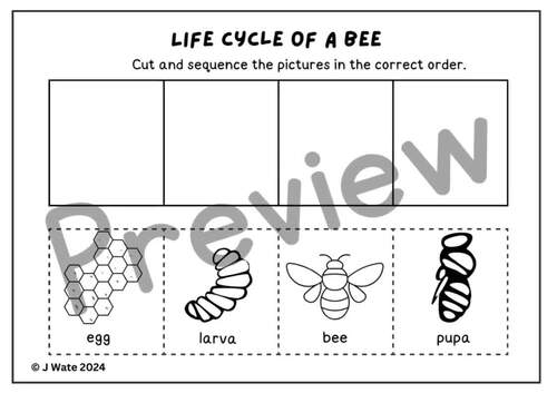 Bee Life Cycle Activity Pack & Interactive Spring Craftivity for Students