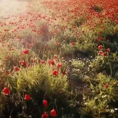 Ejercicio para practicar el vocabulario (frutas) by Spanish for Everyday