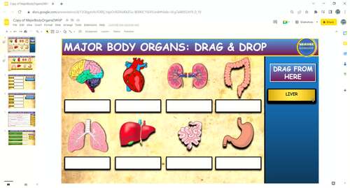 Major Body Organs: Drag & Drop Worksheet: Google Slides + Powerpoint