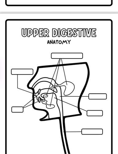 Digestive System Coloring Pages, Biology Science Activity Printable ...