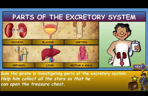 Parts Of The Excretory System|3rd-7th| Interactive Powerpoint + Google ...
