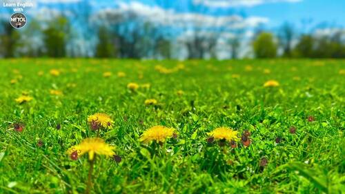 Tick Safety Lesson - Identifying & Properly Removing An Attached Tick