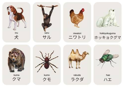 48 English-Japanese Flashcards with Romaji | Animals by The Digivita