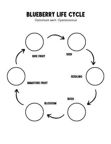 Blueberry Unit Study | Science, Math, ELA, Games, Activities for Summer ...