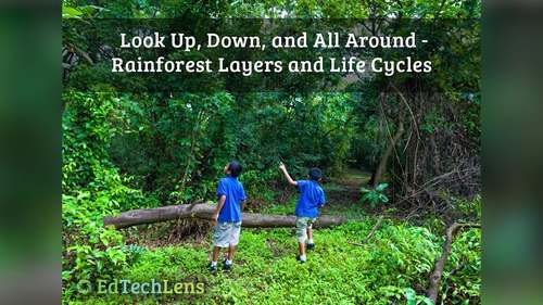 What Lives in a Rainforest, Traits, & Why Habitats Need Water & Light ...
