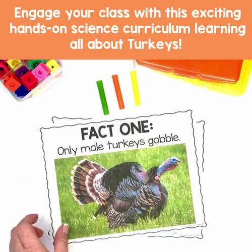 Turkeys Science Lessons and Activities for Kindergarten | TPT