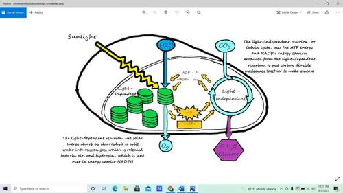 Doodle Map: Photosynthesis - Digital Ready Resource by What's up Doc ...