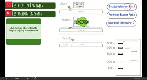 Restriction Enzymes Interactive Diagram by Science With Mrs Lau | TPT